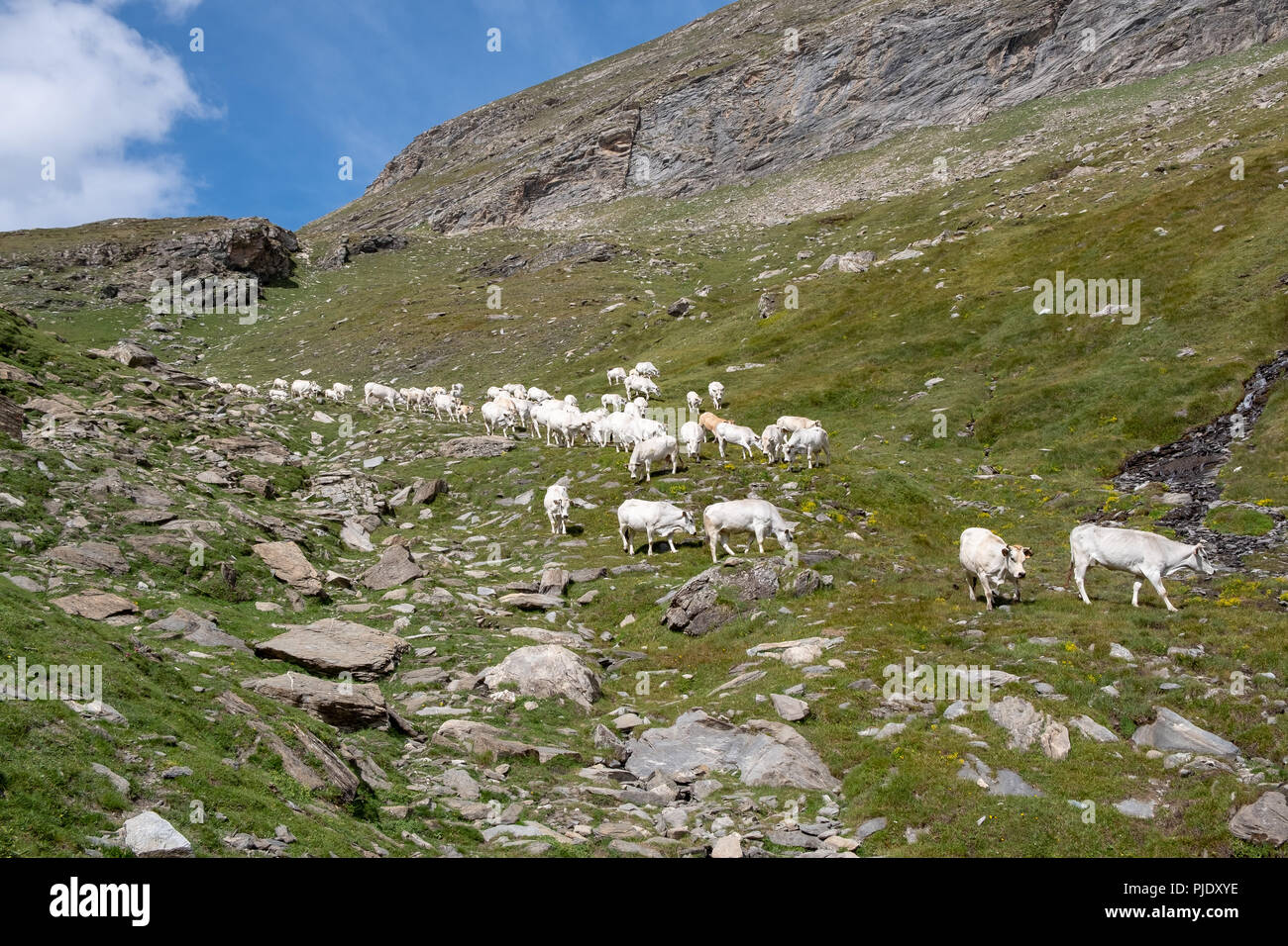 piedmont white cows in italian mountains Stock Photo - Alamy