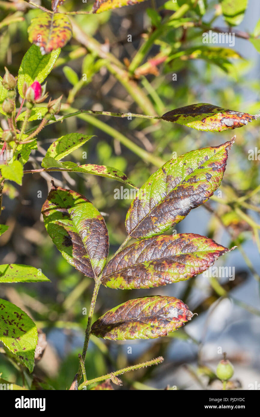 plant disease, fungal leaves spot disease on rose bush causes the ...