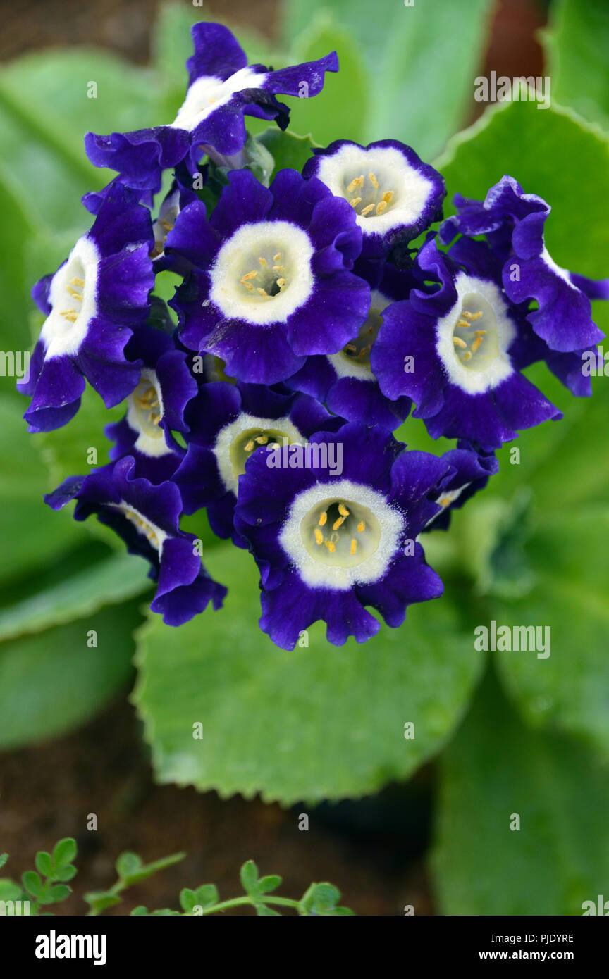 Primula auricula 'Blue velvet' on Display in the Alpine House at RHS ...