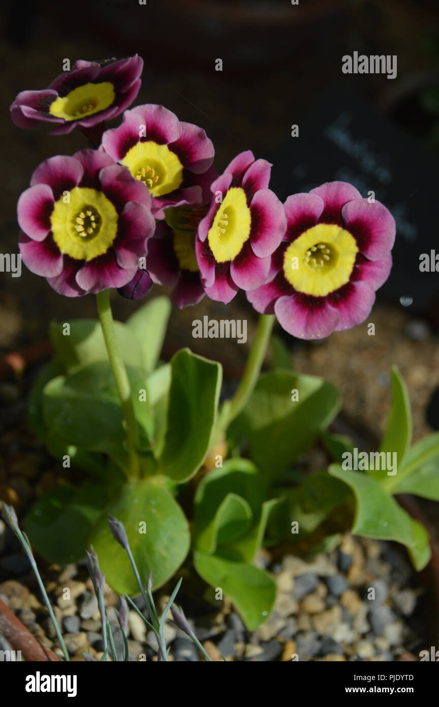 Primula auricula ‘Arthur Delbridge’ on Display in the Alpine House at ...