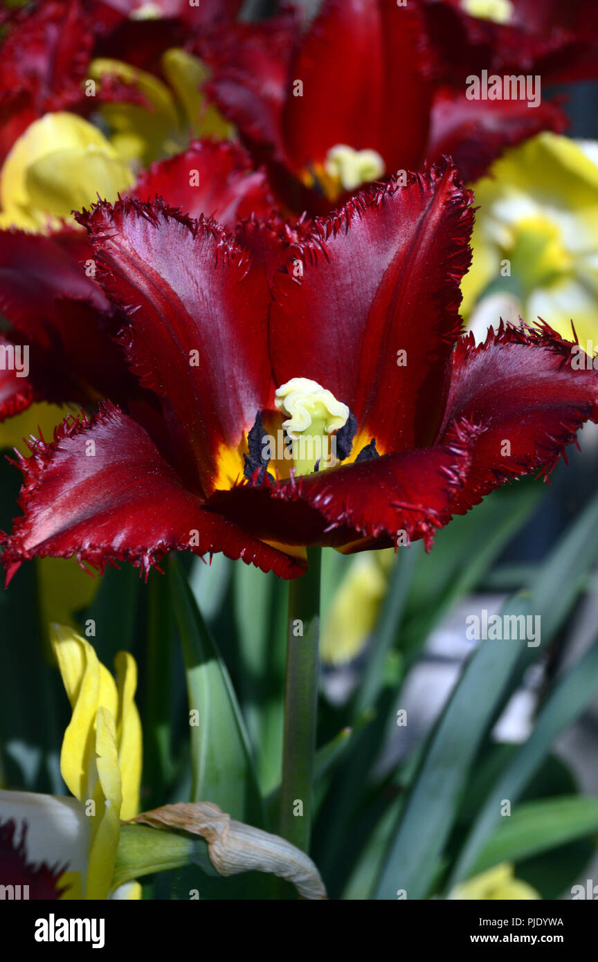 The Dark Red Lacy Fringed Tulip 'Pacific Pearl' on Display at RHS ...