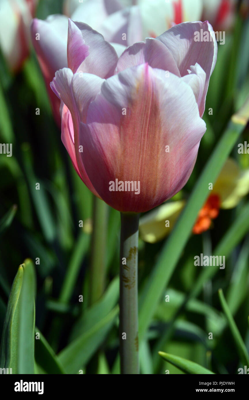 A Single Pink & White Tulip on Display at RHS Garden Harlow Carr ...