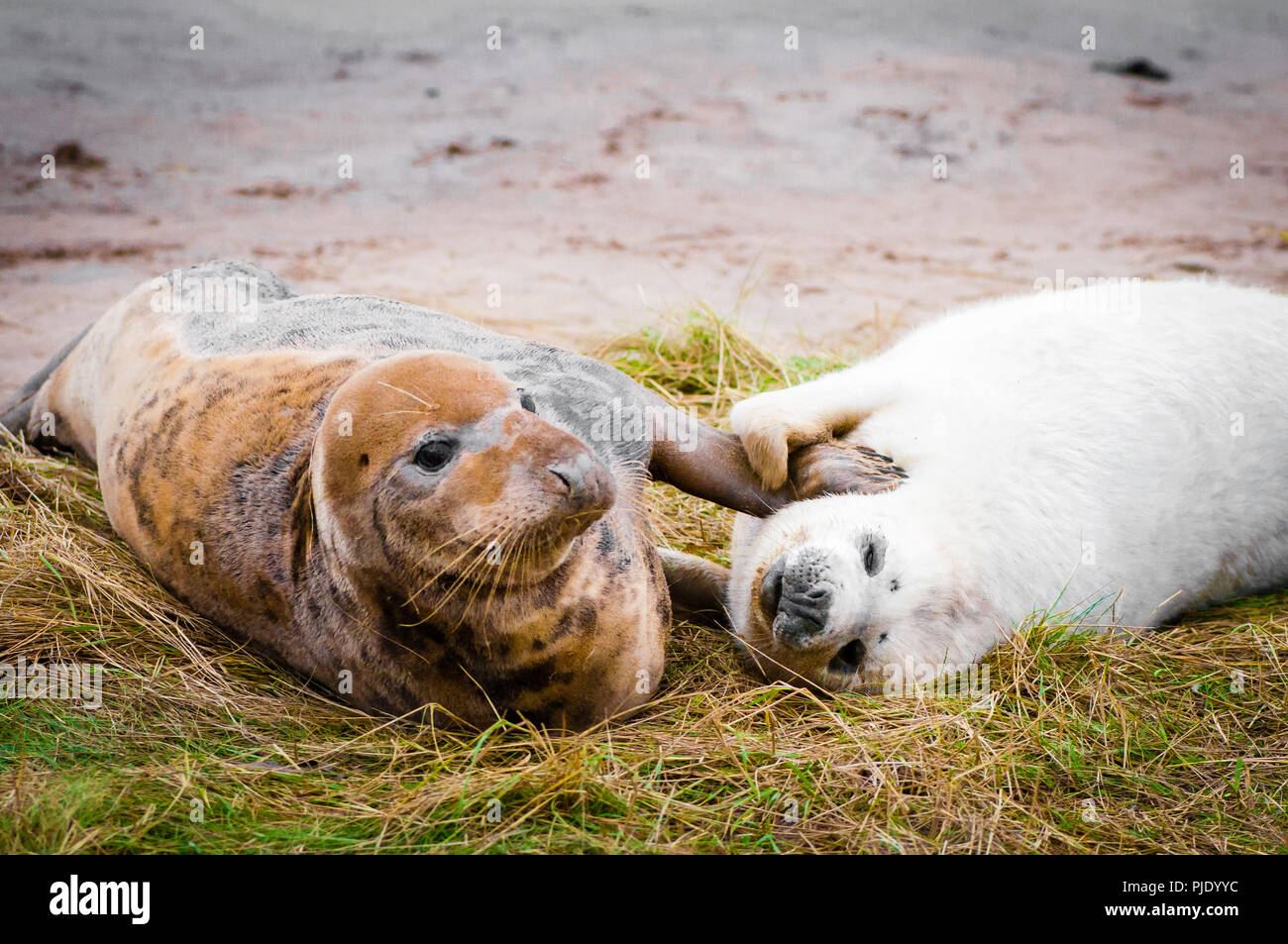 Seals lying on the beach at Donna Nook Seal Colony, UK Stock Photo - Alamy