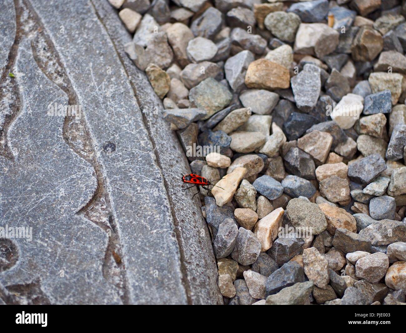 Beetle stands hi-res stock photography and images - Alamy