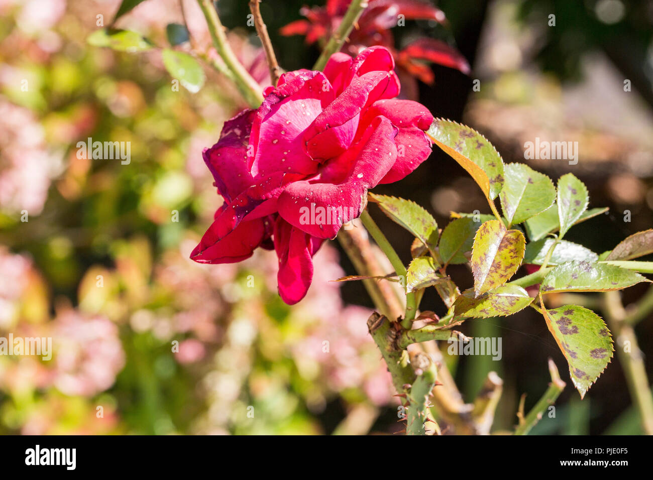 plant disease, fungal leaves spot disease on rose bush causes the ...