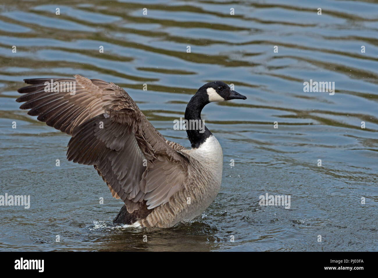 Canada Goose Flapping Wings High Resolution Stock Photography and ...