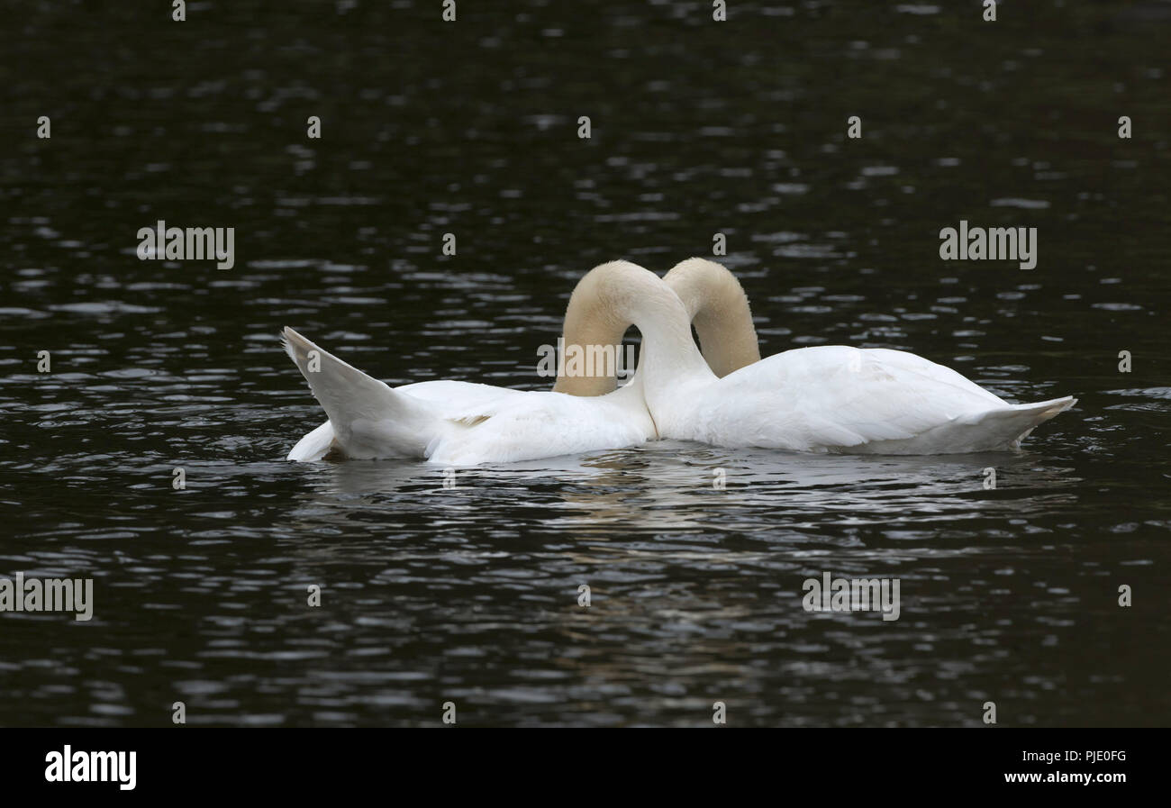 Mute Swans Cygnus olor mating Stock Photo - Alamy