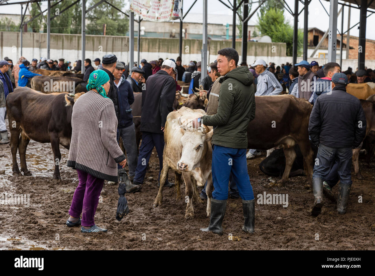 Karakol, Kyrgystan, August 13 2018: Weekly Sunday animal market in ...
