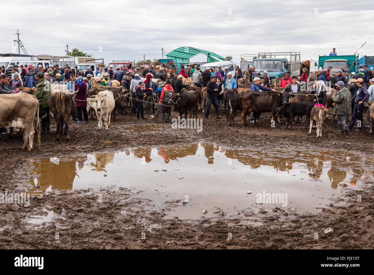 Karakol, Kyrgystan, August 13 2018: Weekly Sunday animal market in ...