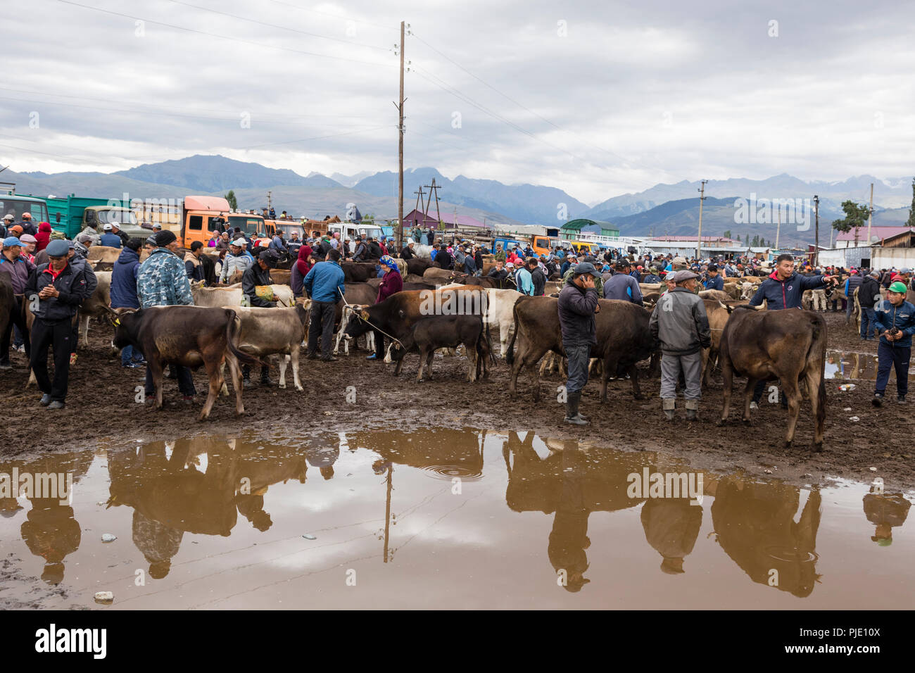 People and cattle at the karakol animal market kyrgyzstan hi-res stock ...