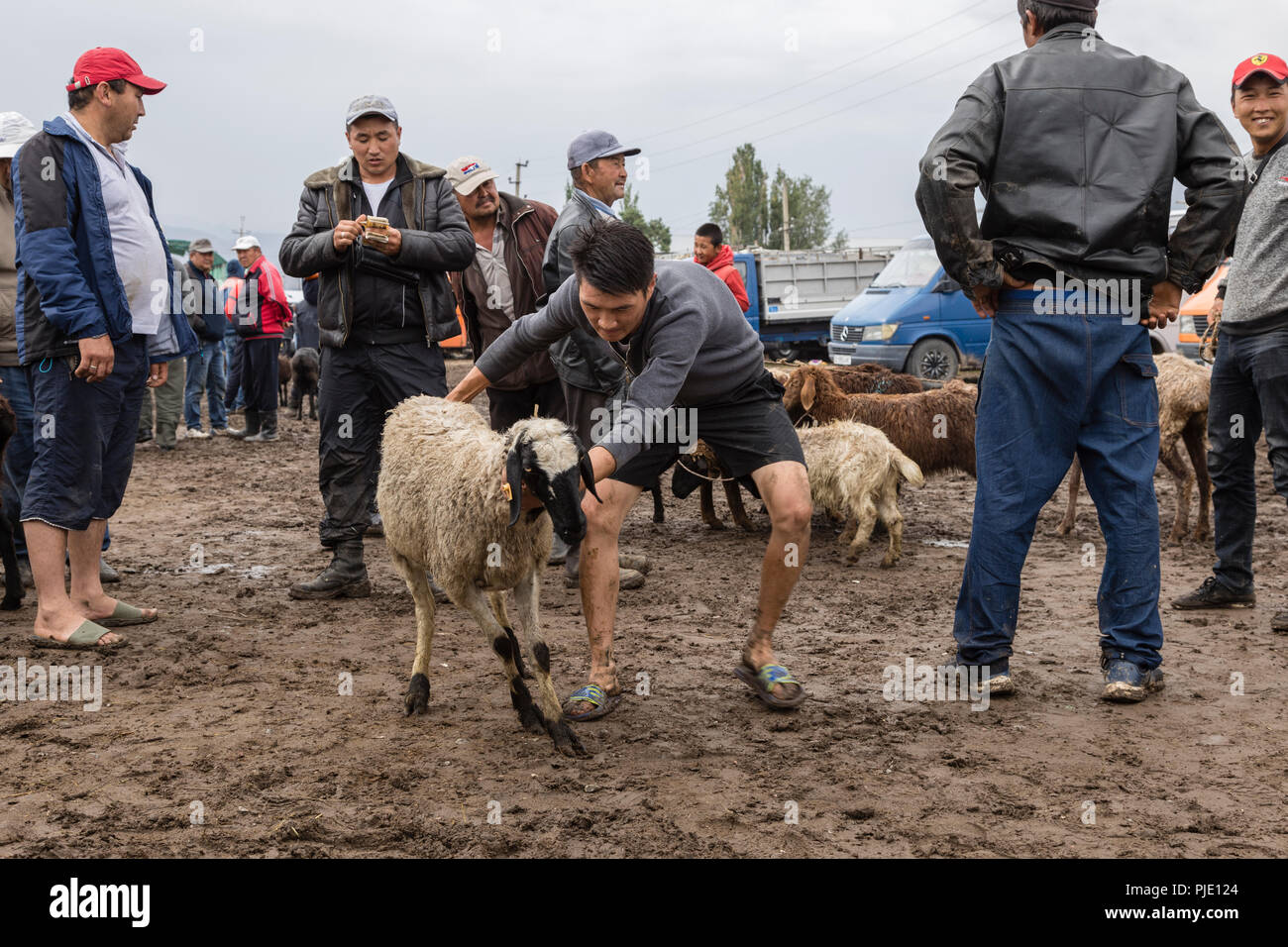 People and cattle at the karakol animal market kyrgyzstan hi-res stock ...