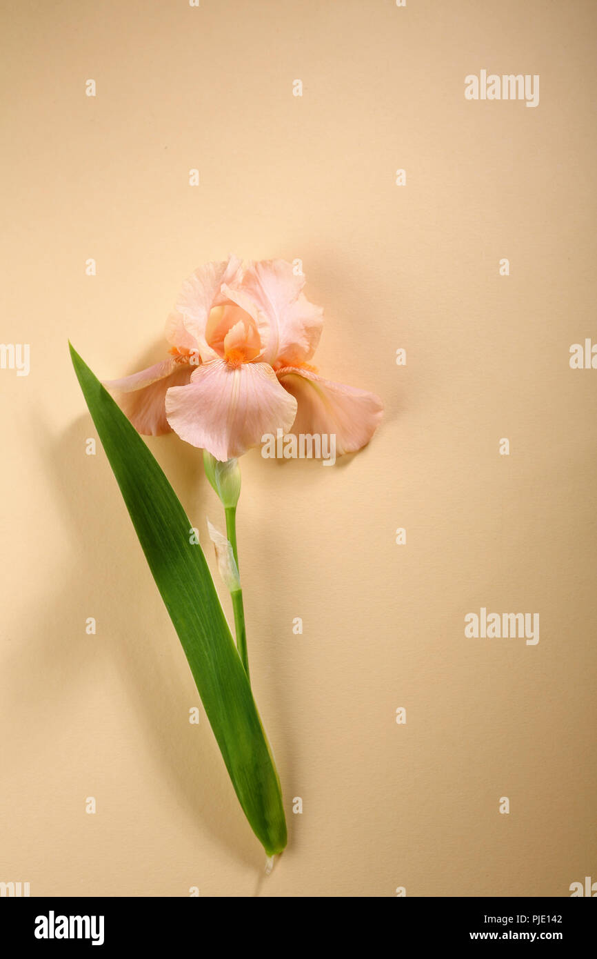 One iris flower Stock Photo - Alamy