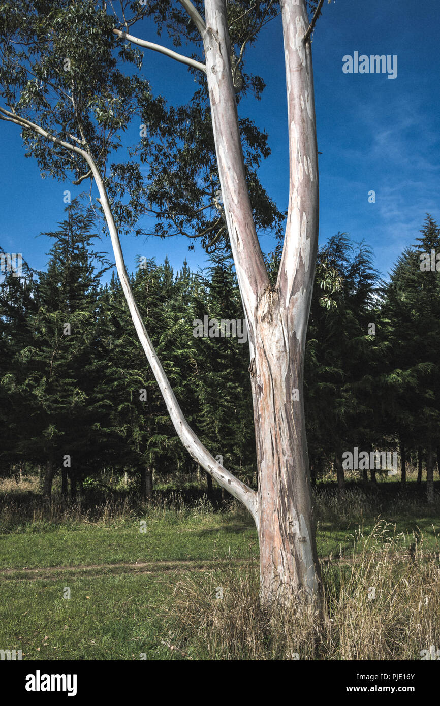 Rotorua park not thermal hi-res stock photography and images - Alamy