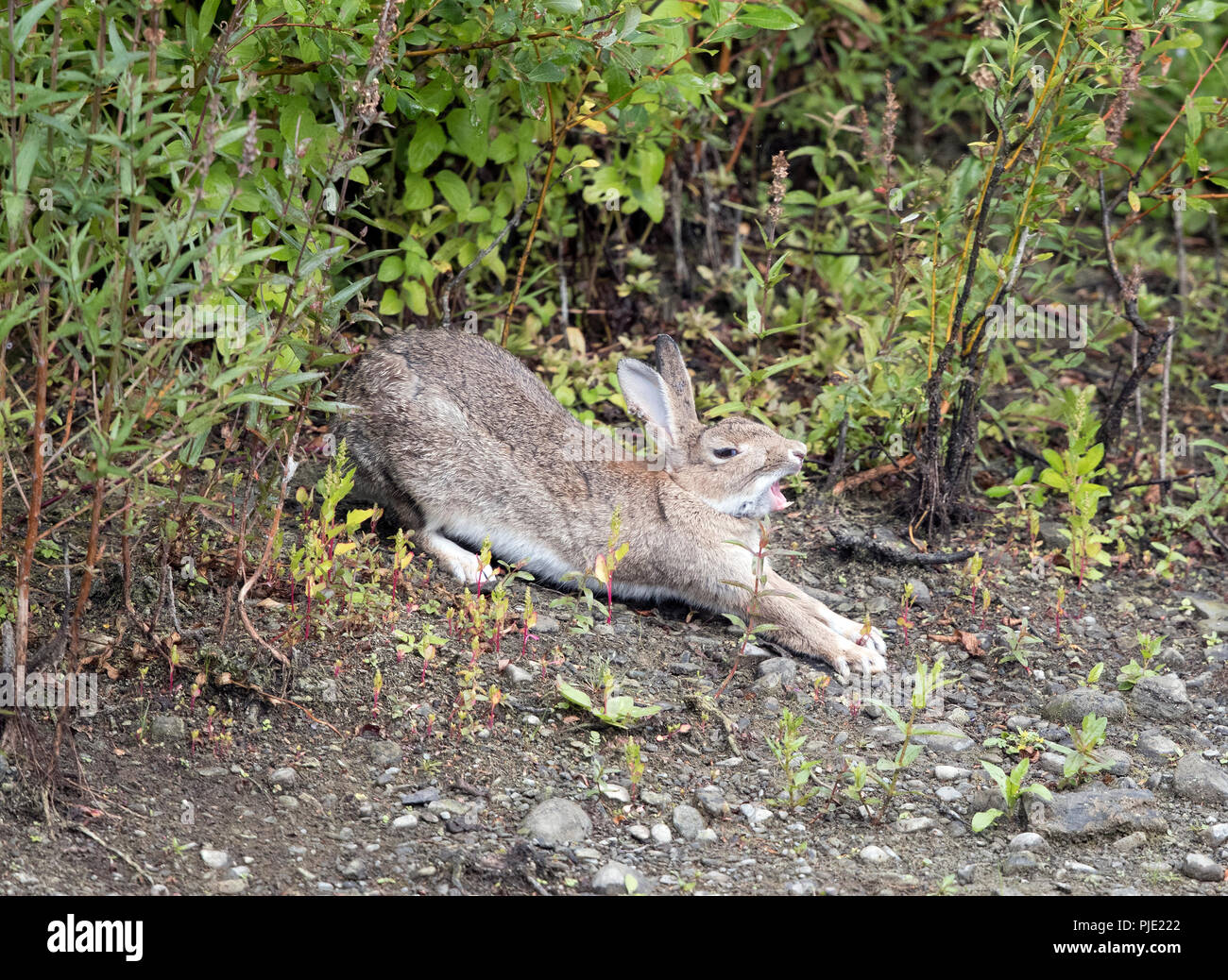 Rabbit yawning hi-res stock photography and images - Alamy
