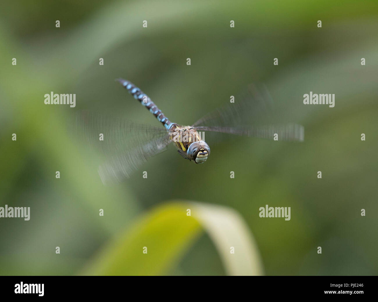 Dragonfly at a nature reserve Shropshire borders,uk Stock Photo - Alamy