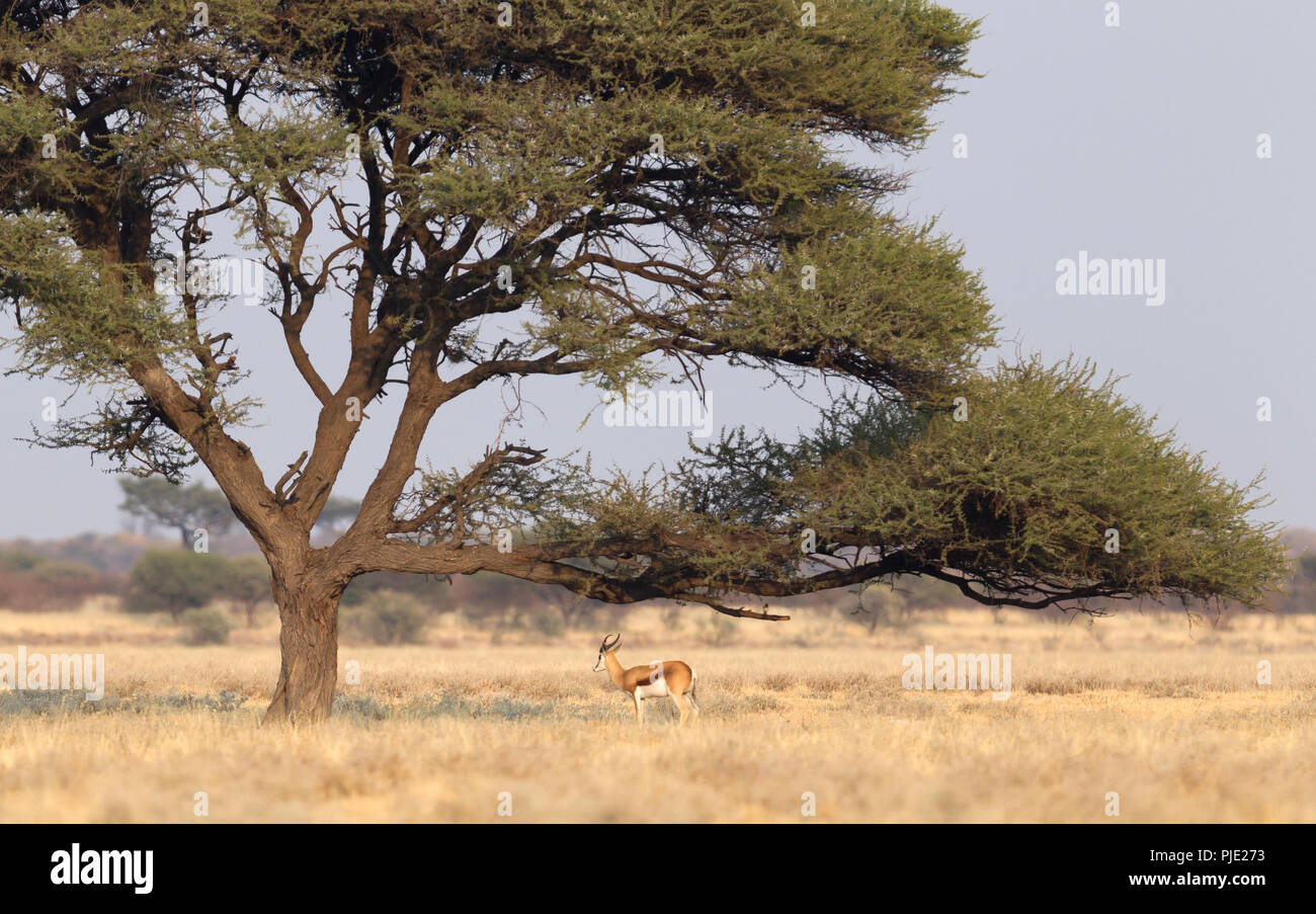 Springbok antelope (Antidorcas marsupialis) under a tree in the ...