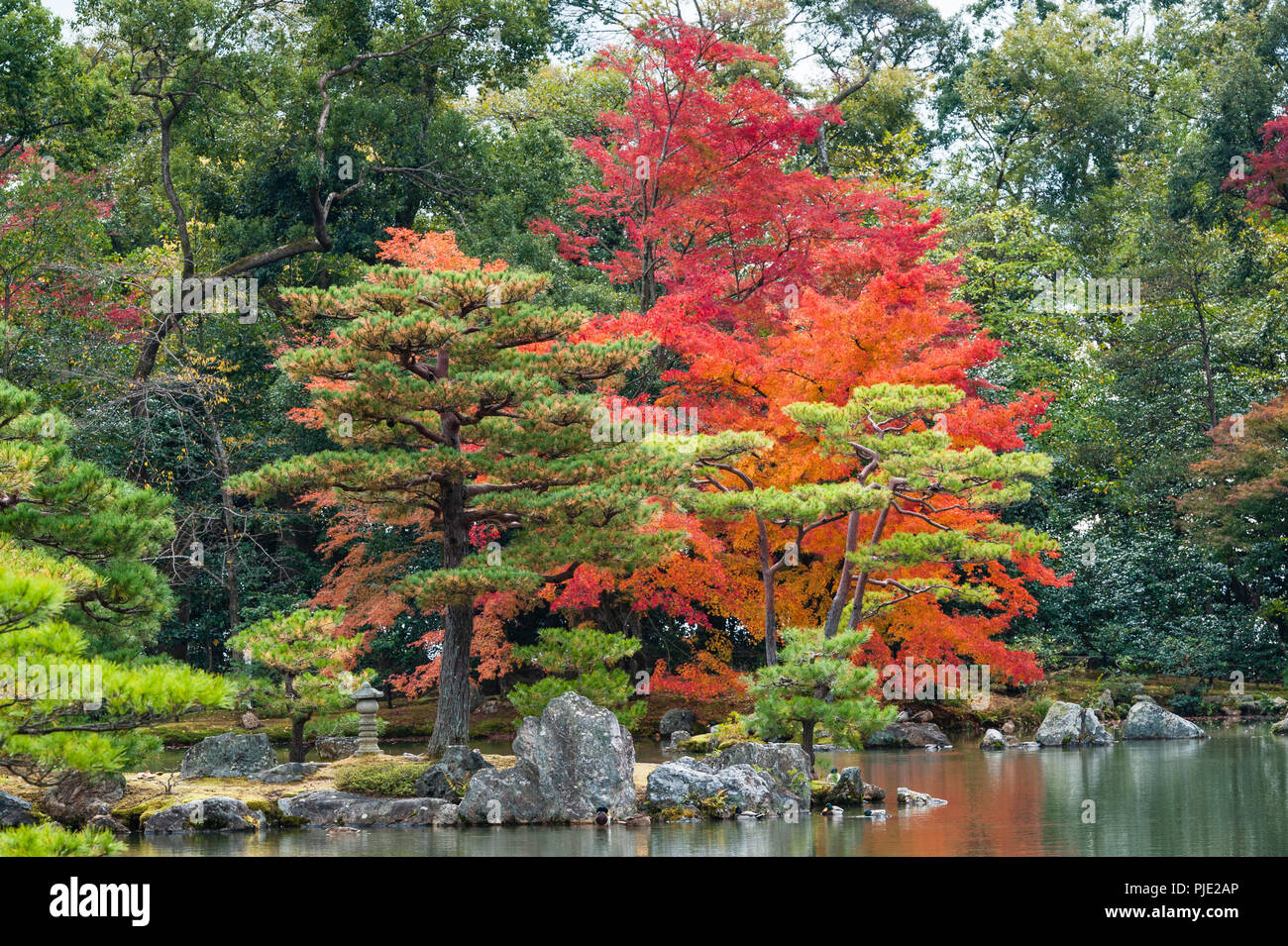 Kyoto, Japan. Colourful autumn foliage by the lake in the gardens of ...