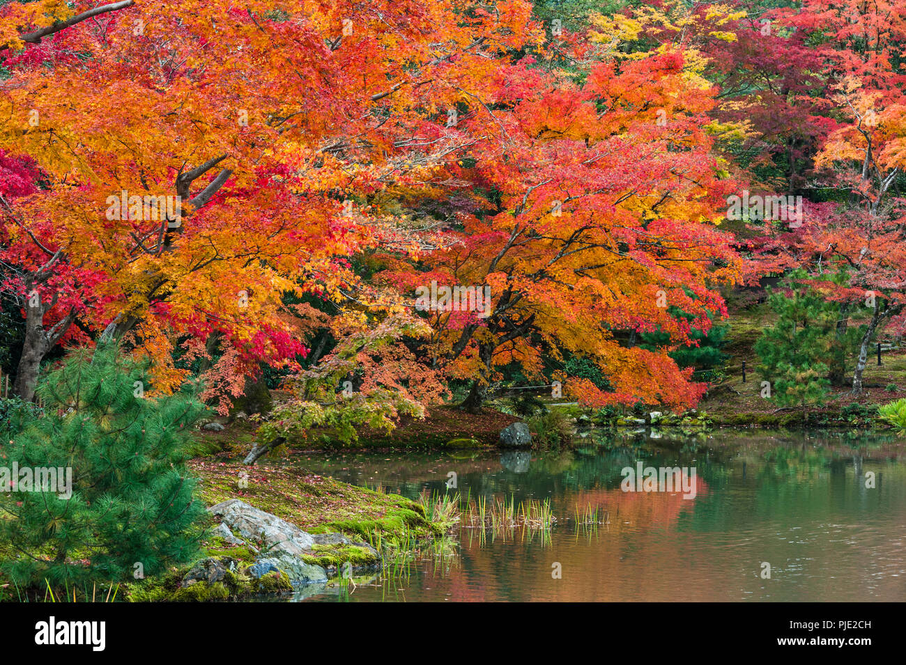 Kyoto, Japan. Colourful autumn foliage by the lake in the gardens of ...