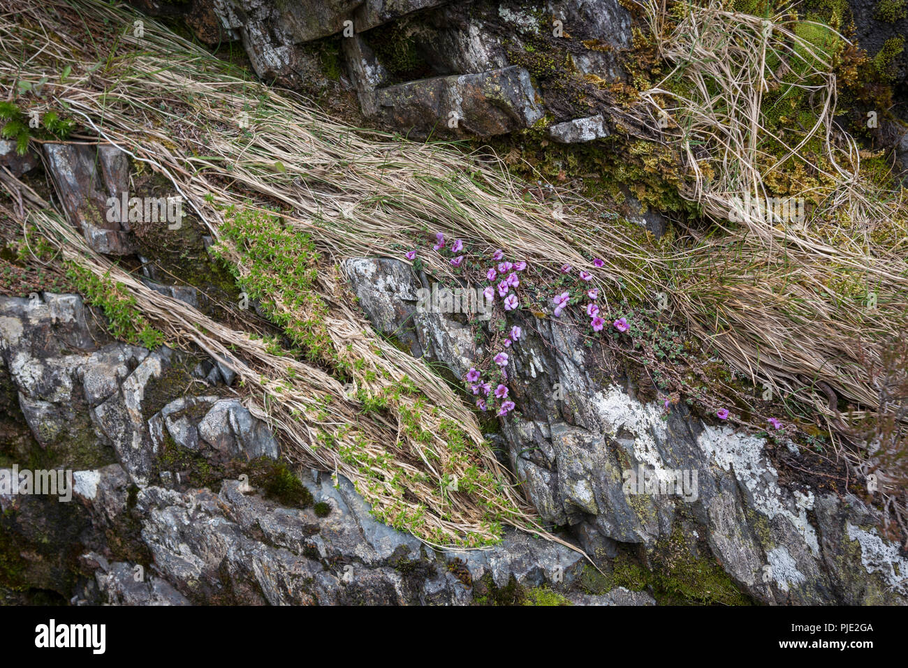 Flowers in snowdonia national park hi-res stock photography and images ...