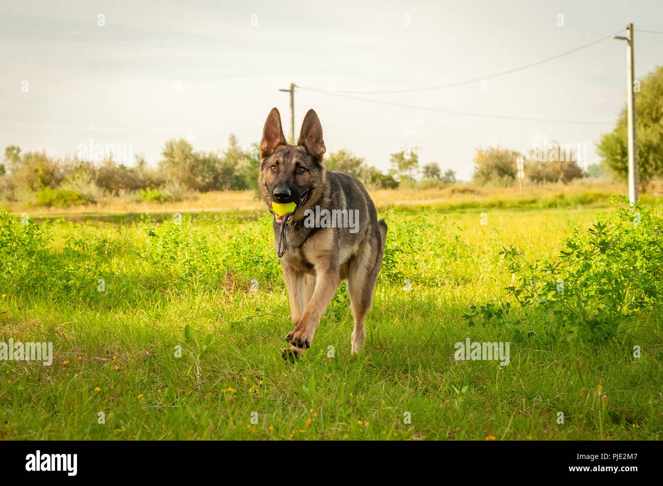 German shepherd dog running hi-res stock photography and images - Alamy