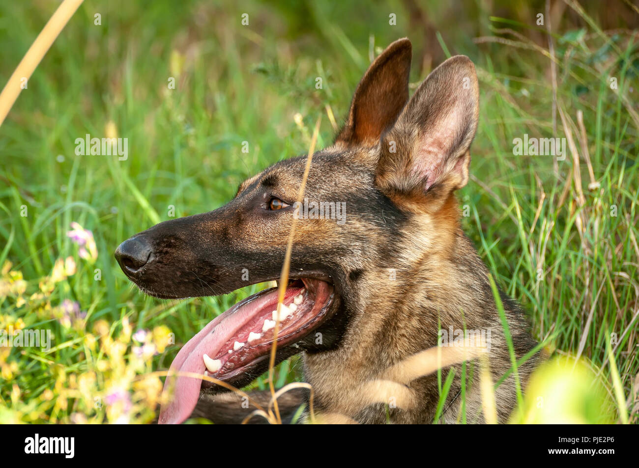 Tall German Shepherd