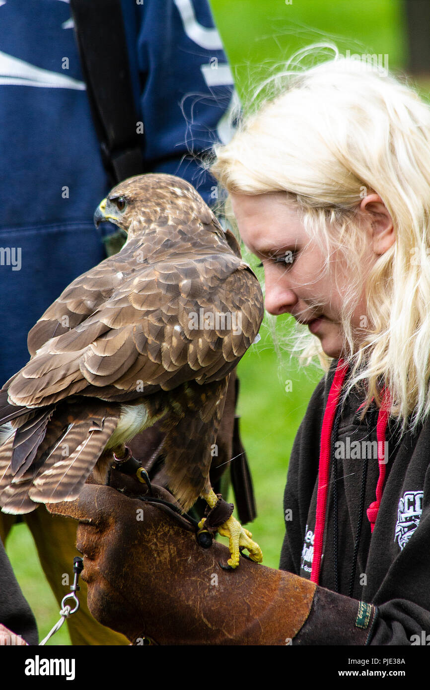 Falcon and handler Stock Photo - Alamy