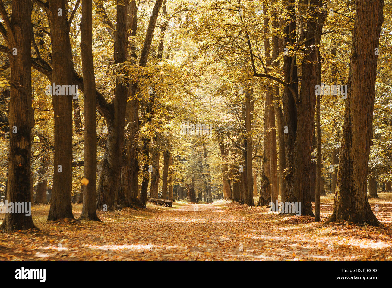Beautiful autumn forest with many trees and a path Stock Photo - Alamy