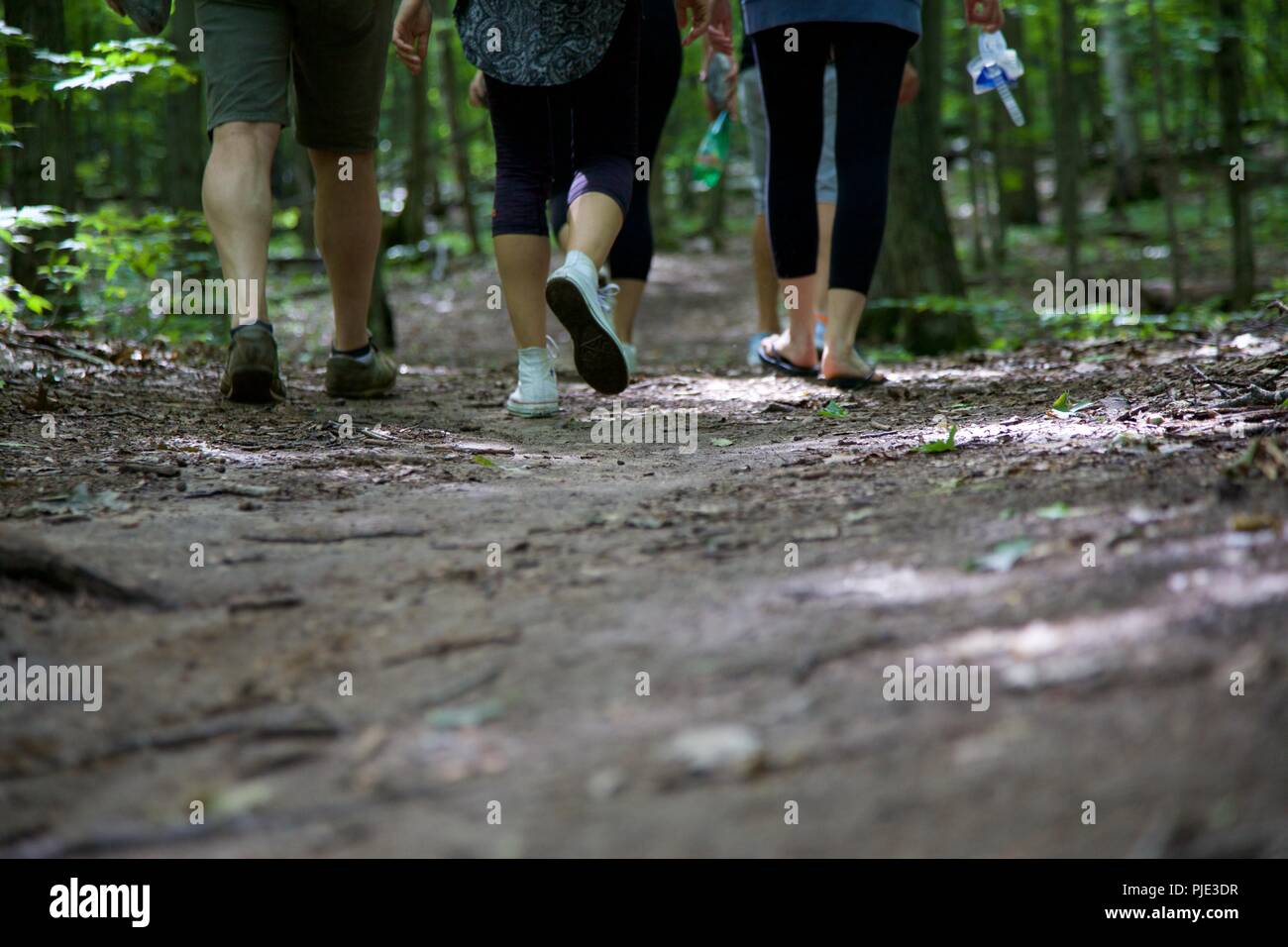 Forest in the summer time walking Stock Photo - Alamy