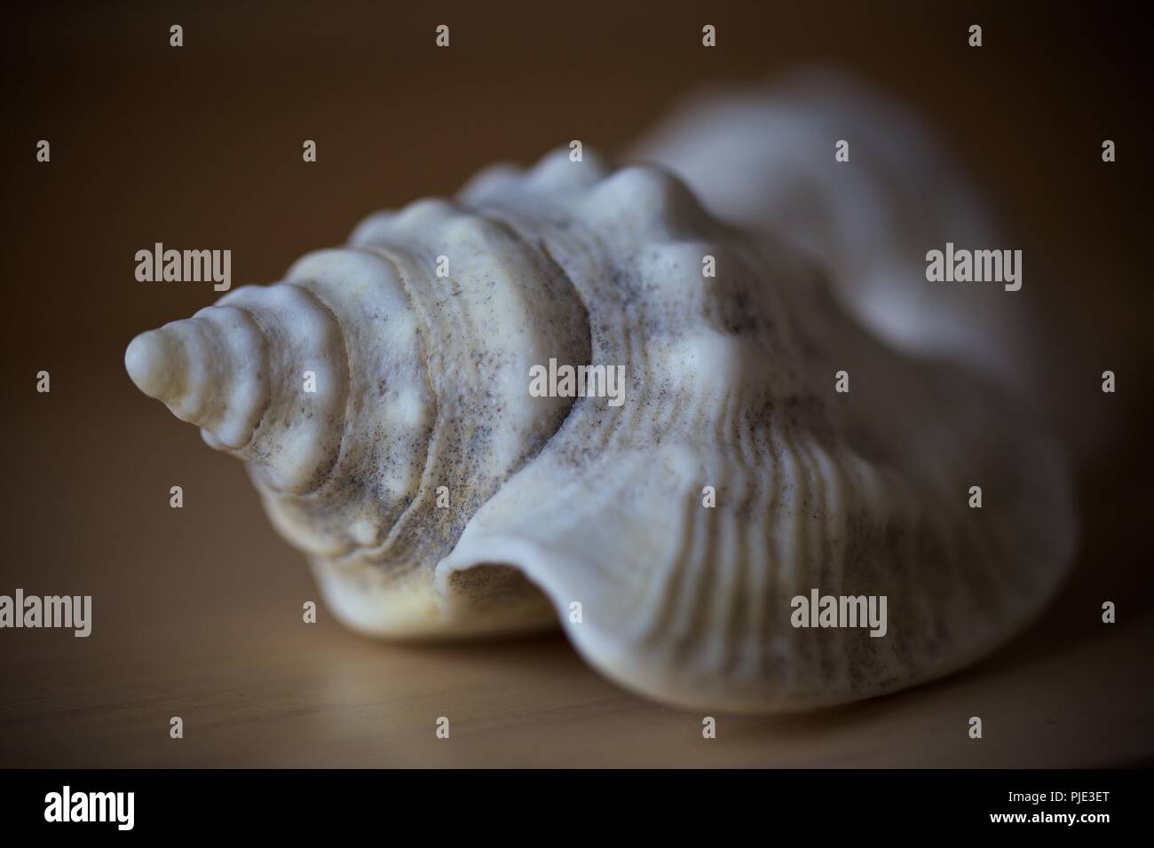 Seashell and water hi-res stock photography and images - Alamy