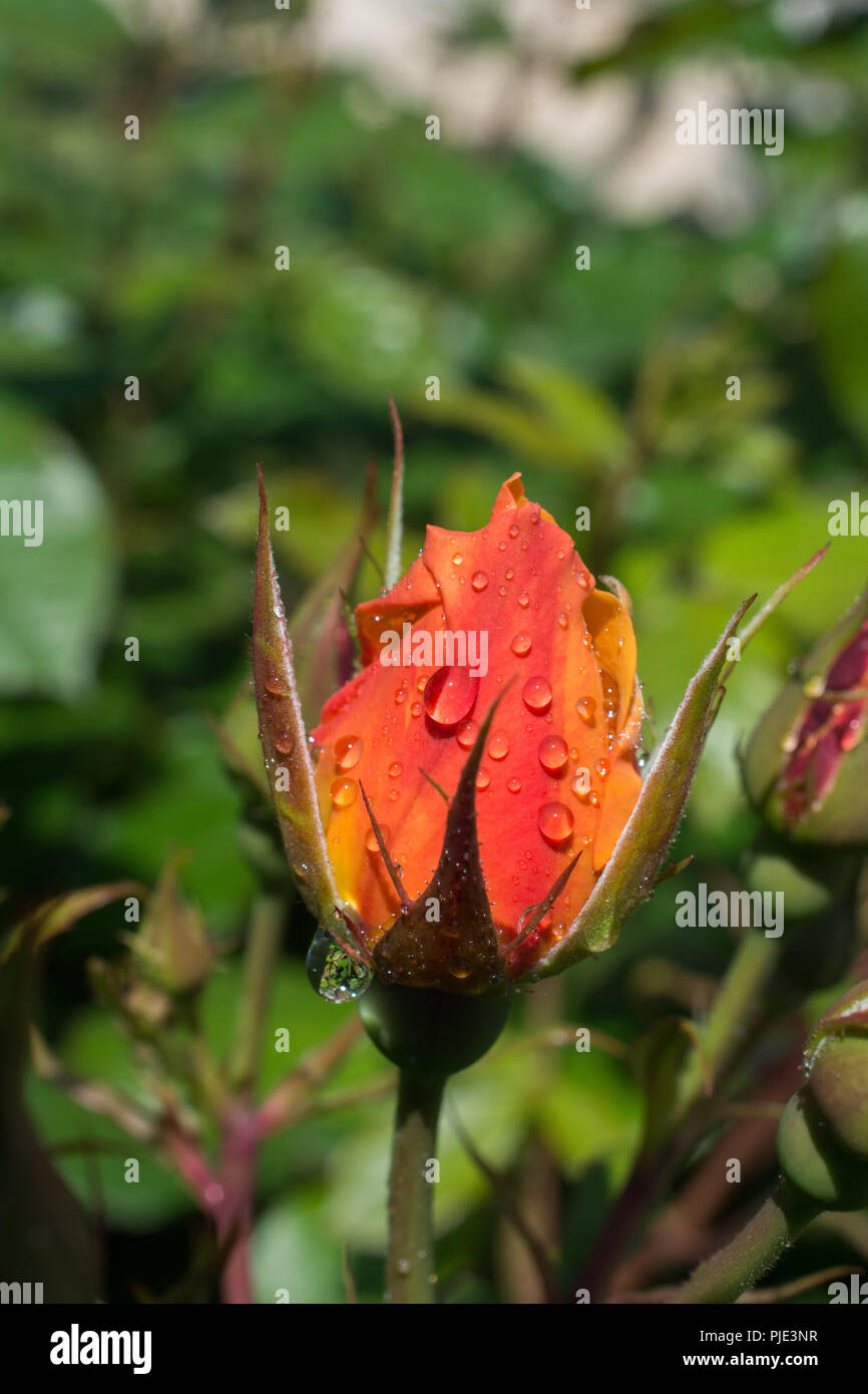 Blooming beautiful colorful rose bud in garden background Stock Photo ...