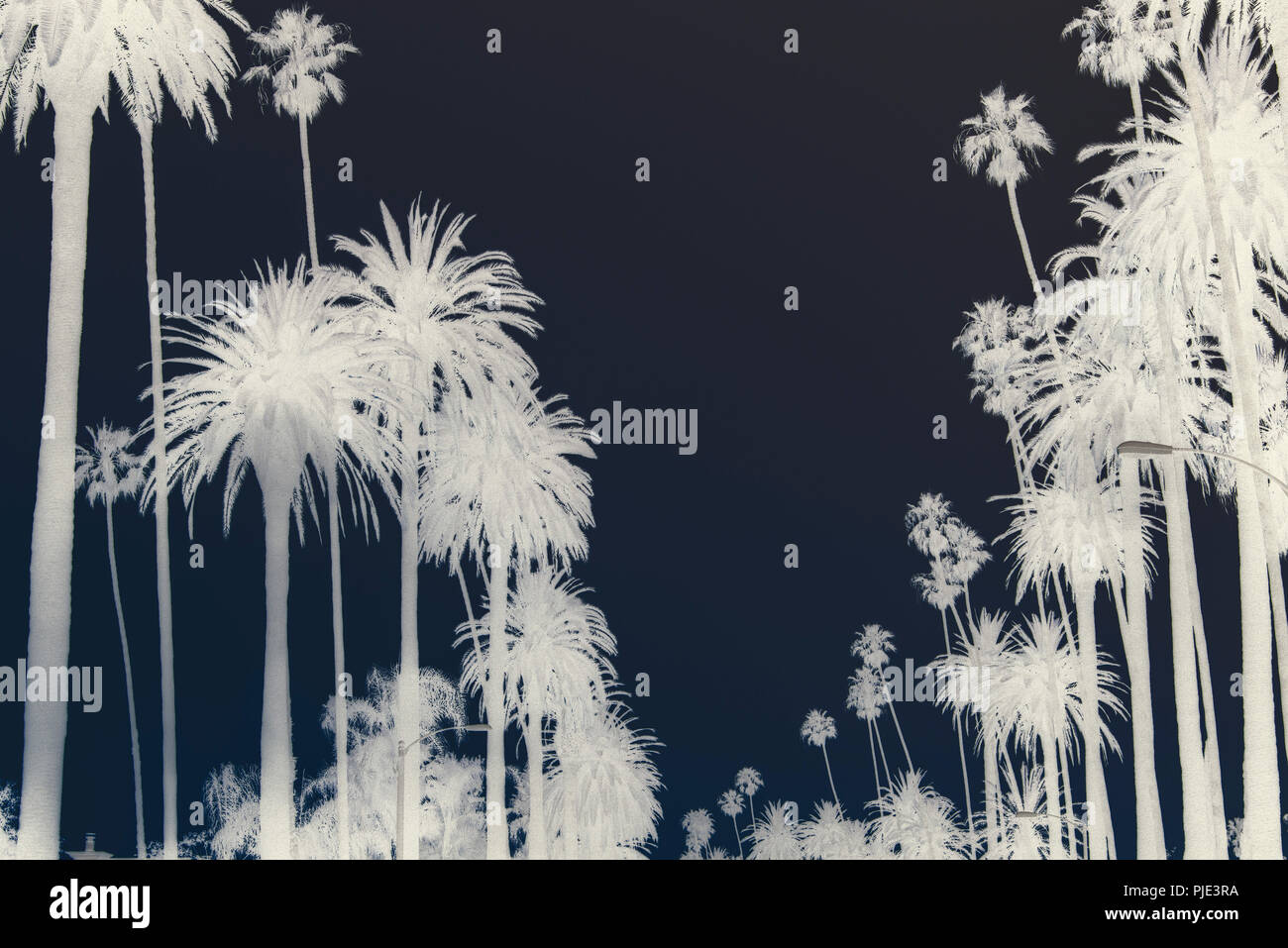 Color negative photograph of palm trees in West hollywood, California ...