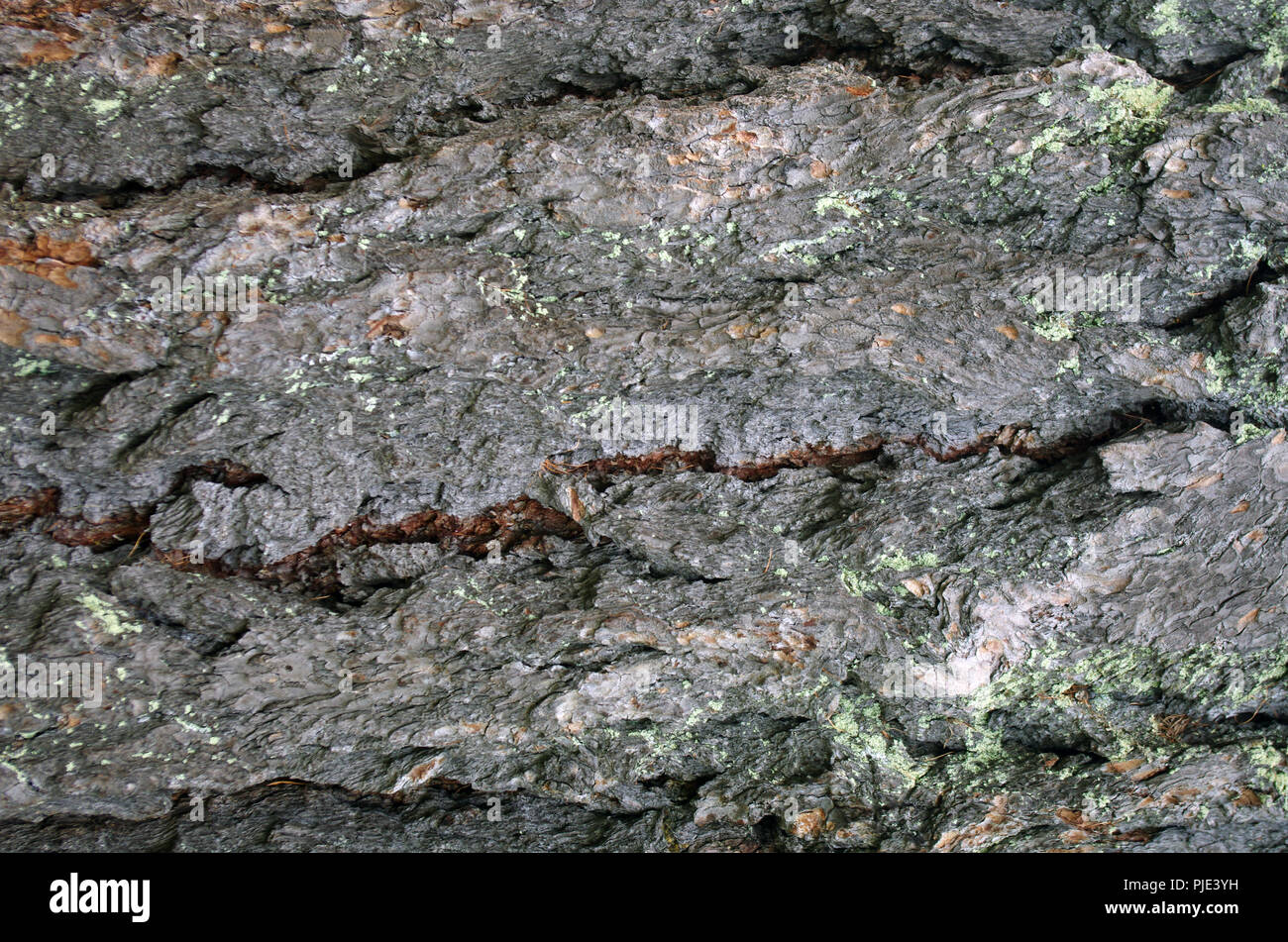 Wooden background: coniferous tree bark, pine or fir Stock Photo - Alamy