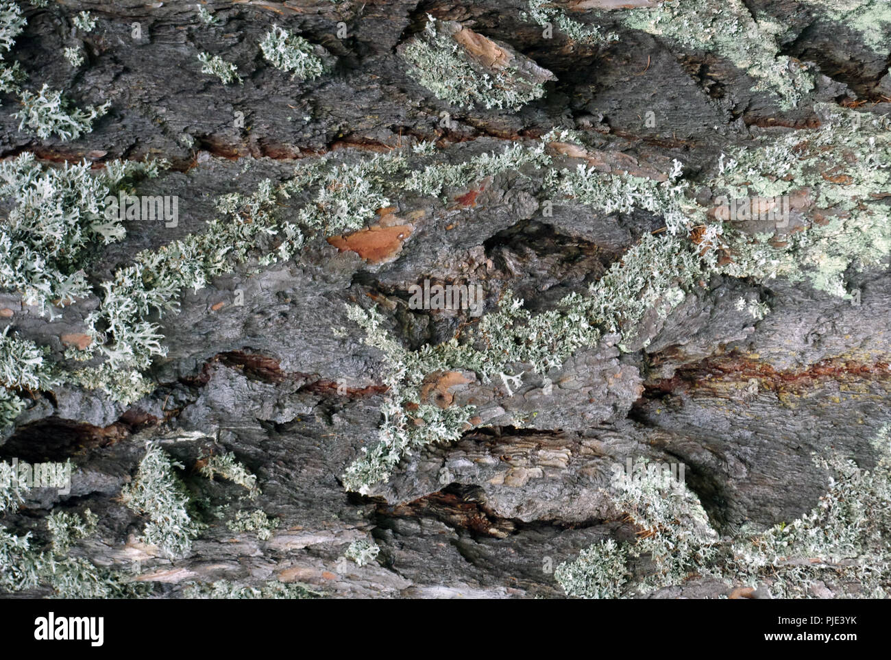Appearance of tree bark hi-res stock photography and images - Alamy