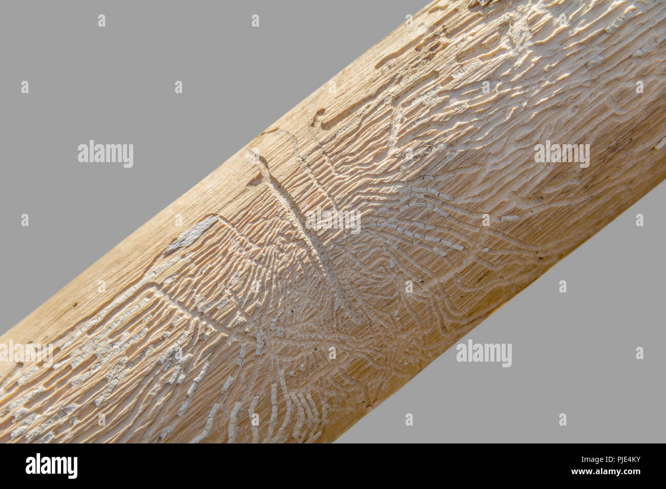 Gallery pattern bark beetle hi-res stock photography and images - Alamy
