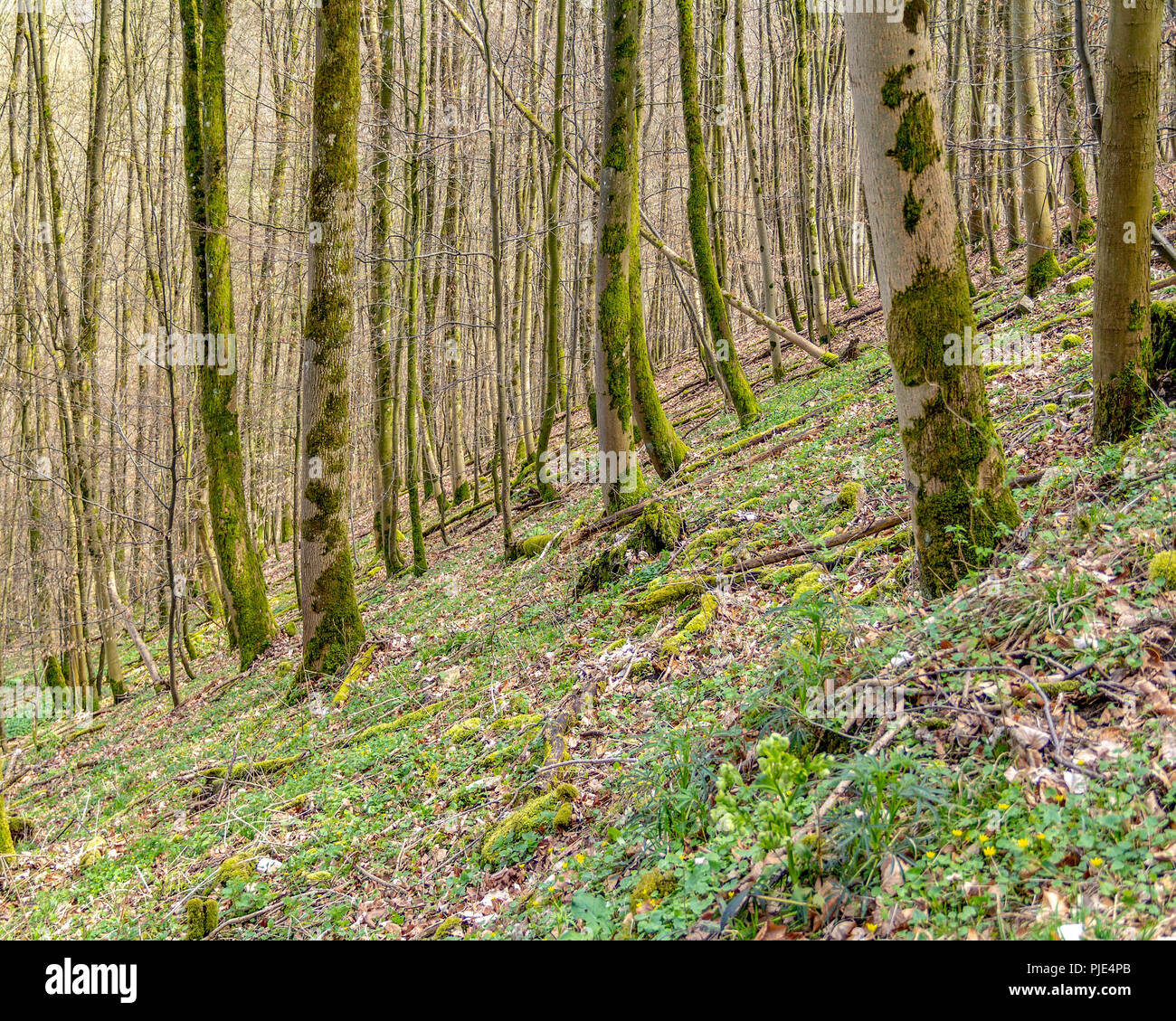 Hillside forest hi-res stock photography and images - Alamy