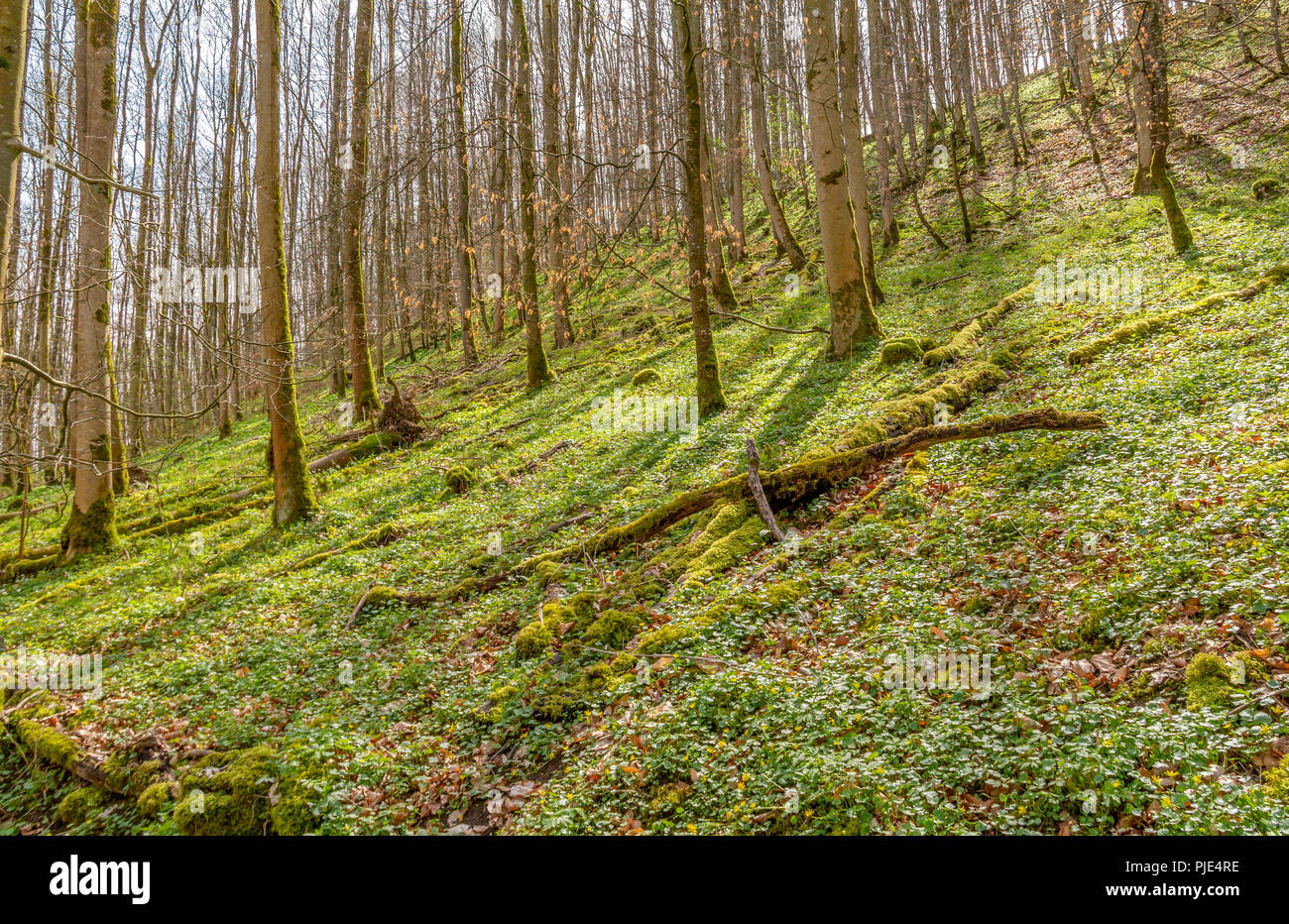 Hillside tree habitat hi-res stock photography and images - Alamy