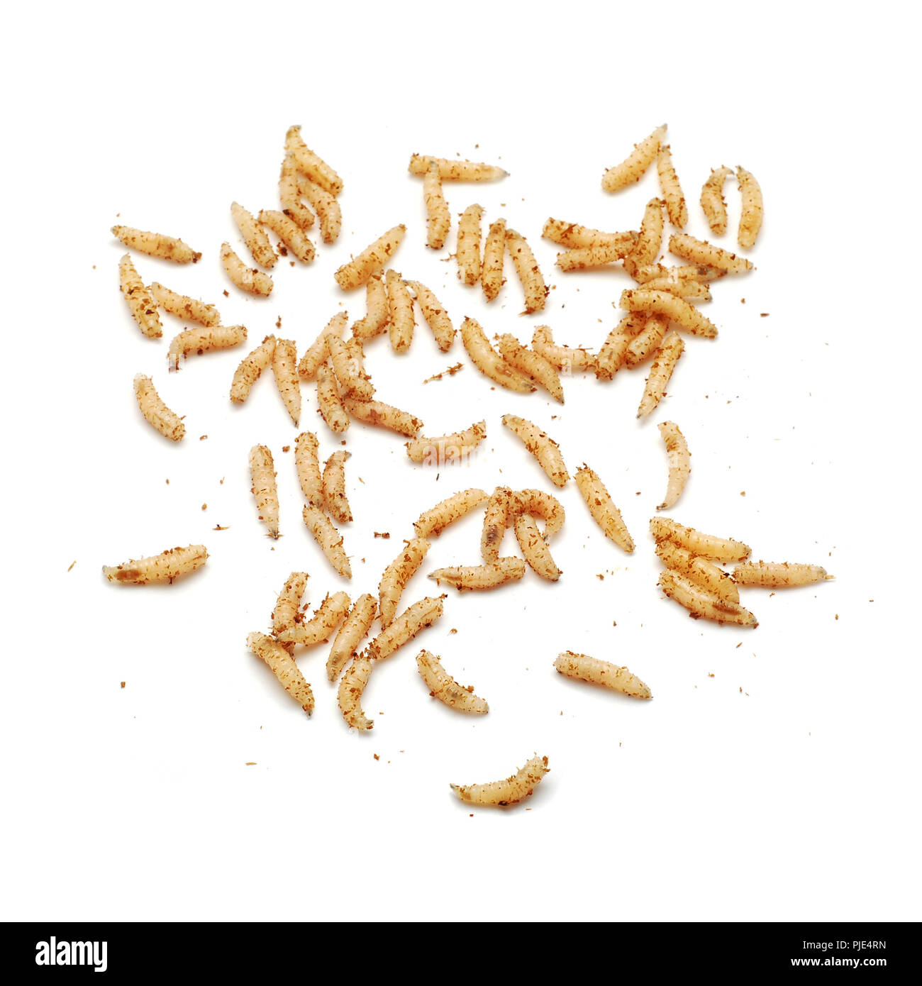 maggots Stock Photo - Alamy