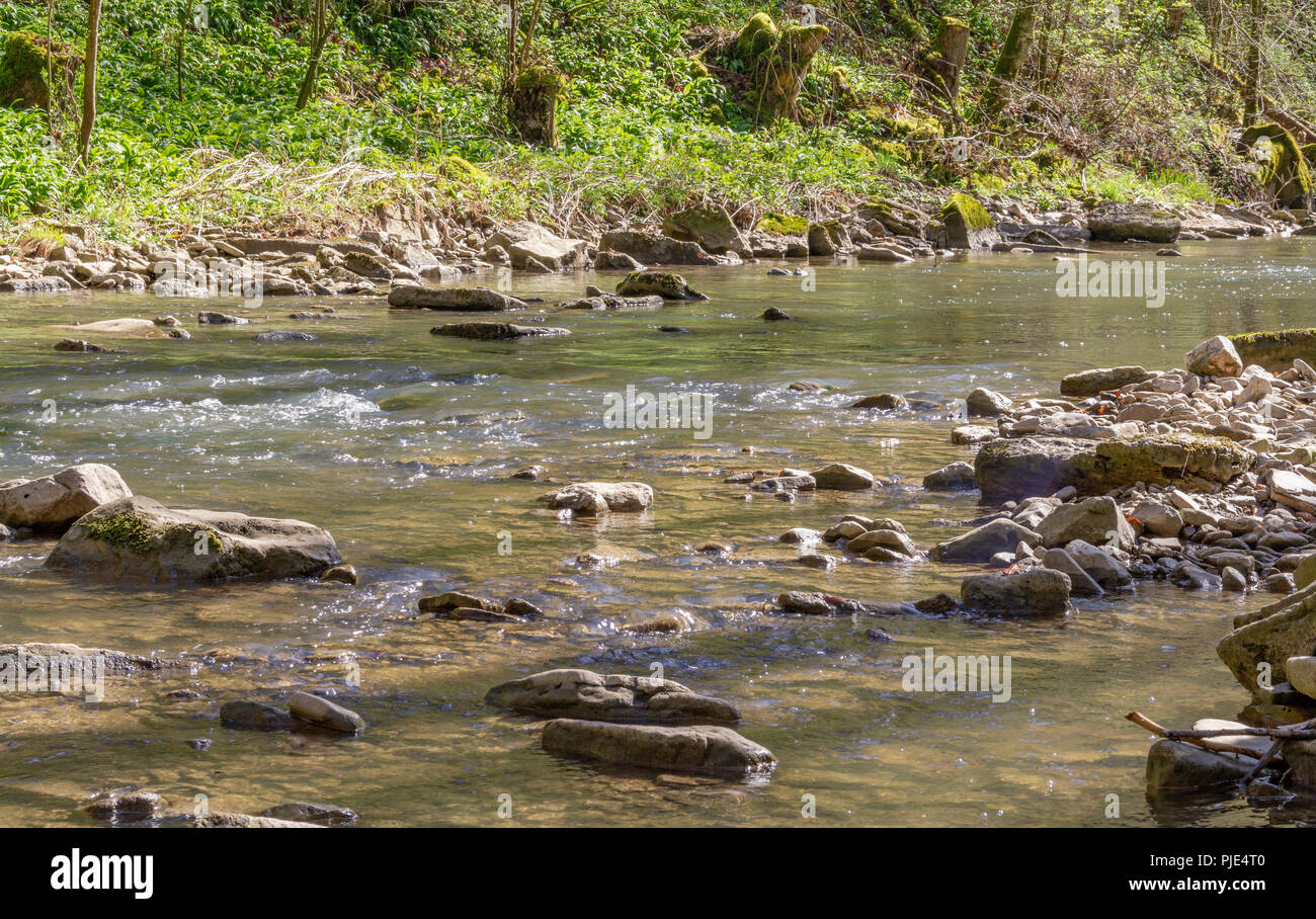 riparian forest scenery including a idyllic river at spring time Stock ...