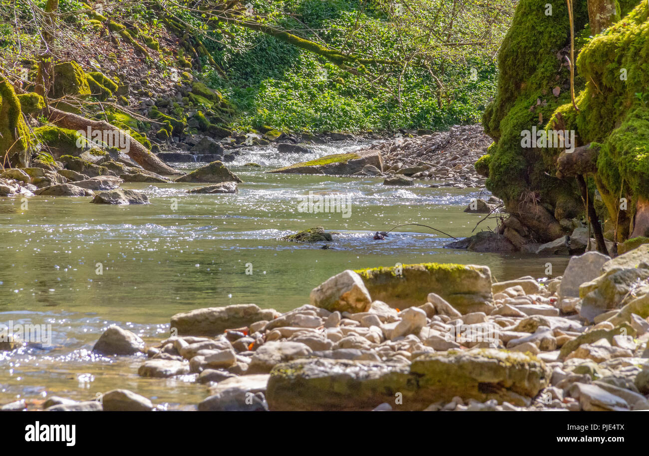 riparian forest scenery including a idyllic river at spring time Stock ...