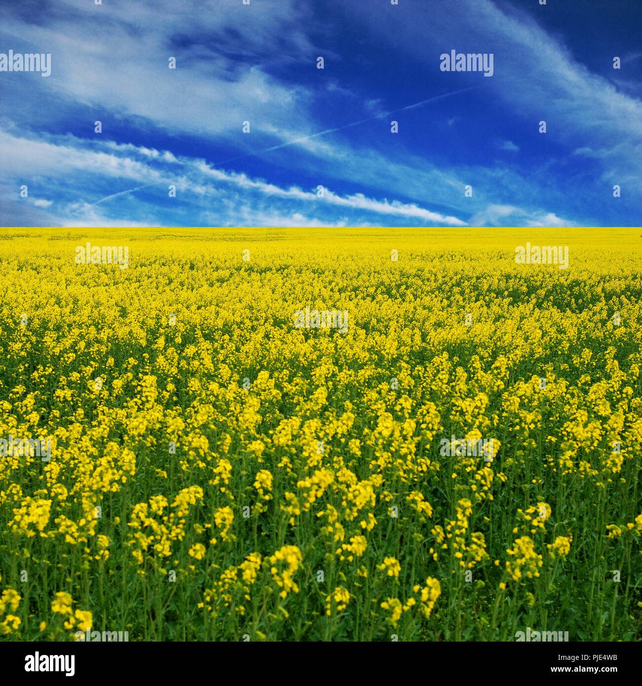 Spring canola scene hi-res stock photography and images - Alamy
