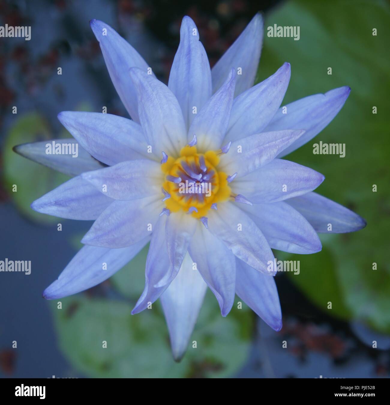 fleur rose de nymphea, pink nymphaea flower, rosa wasserlillien, flor ...