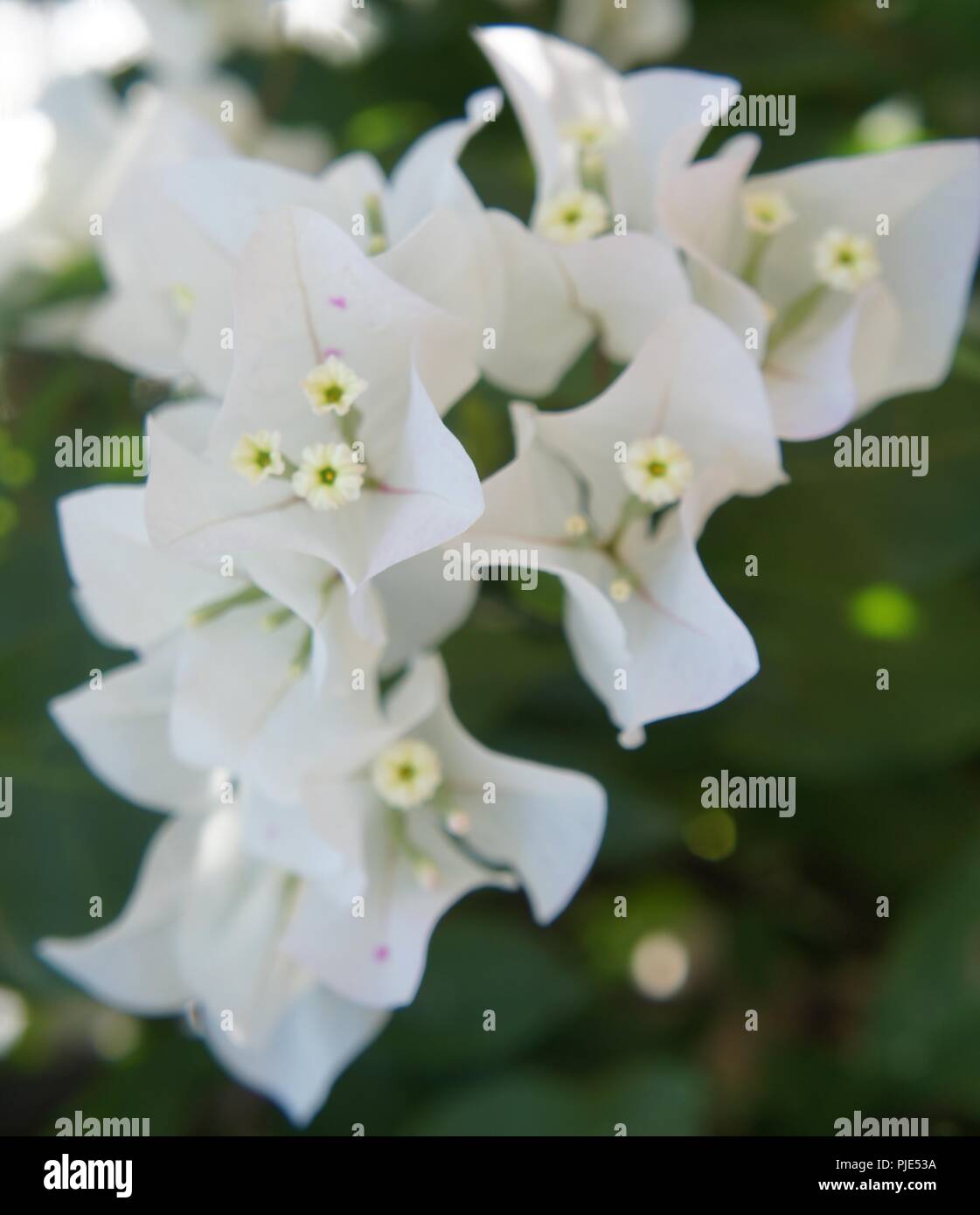 Bugambilia blanco hi-res stock photography and images - Alamy