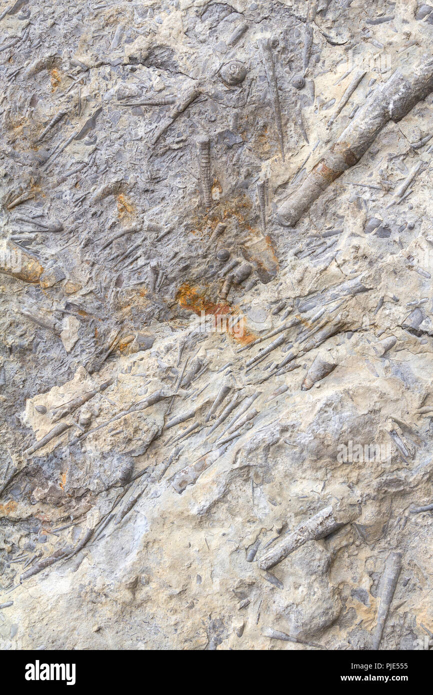 full frame background showing lots of aquatic fossils Stock Photo - Alamy