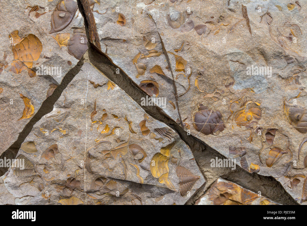 fragmented full frame background showing lots of aquatic fossils Stock ...