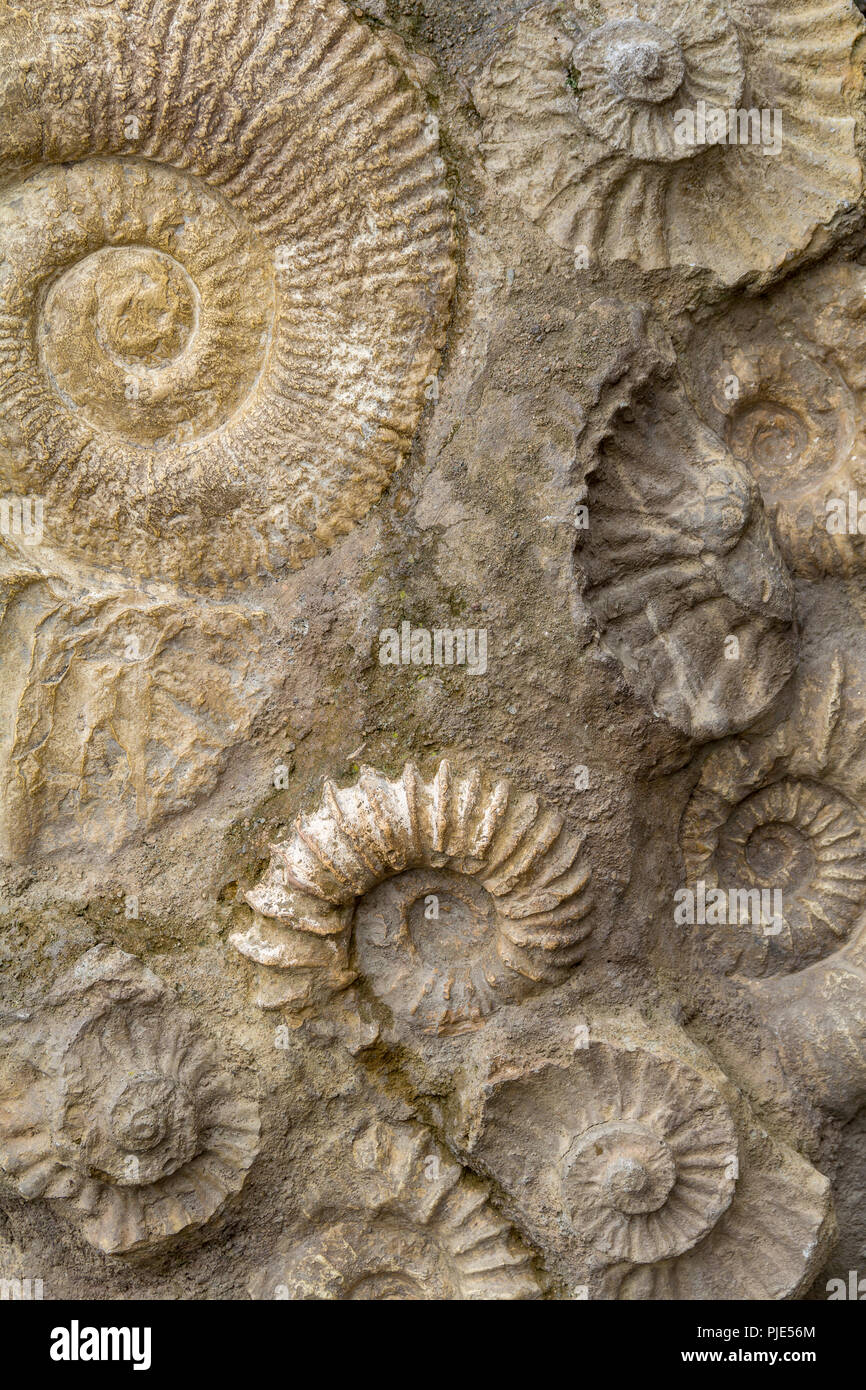 full frame background showing lots of ammonite fossils Stock Photo - Alamy