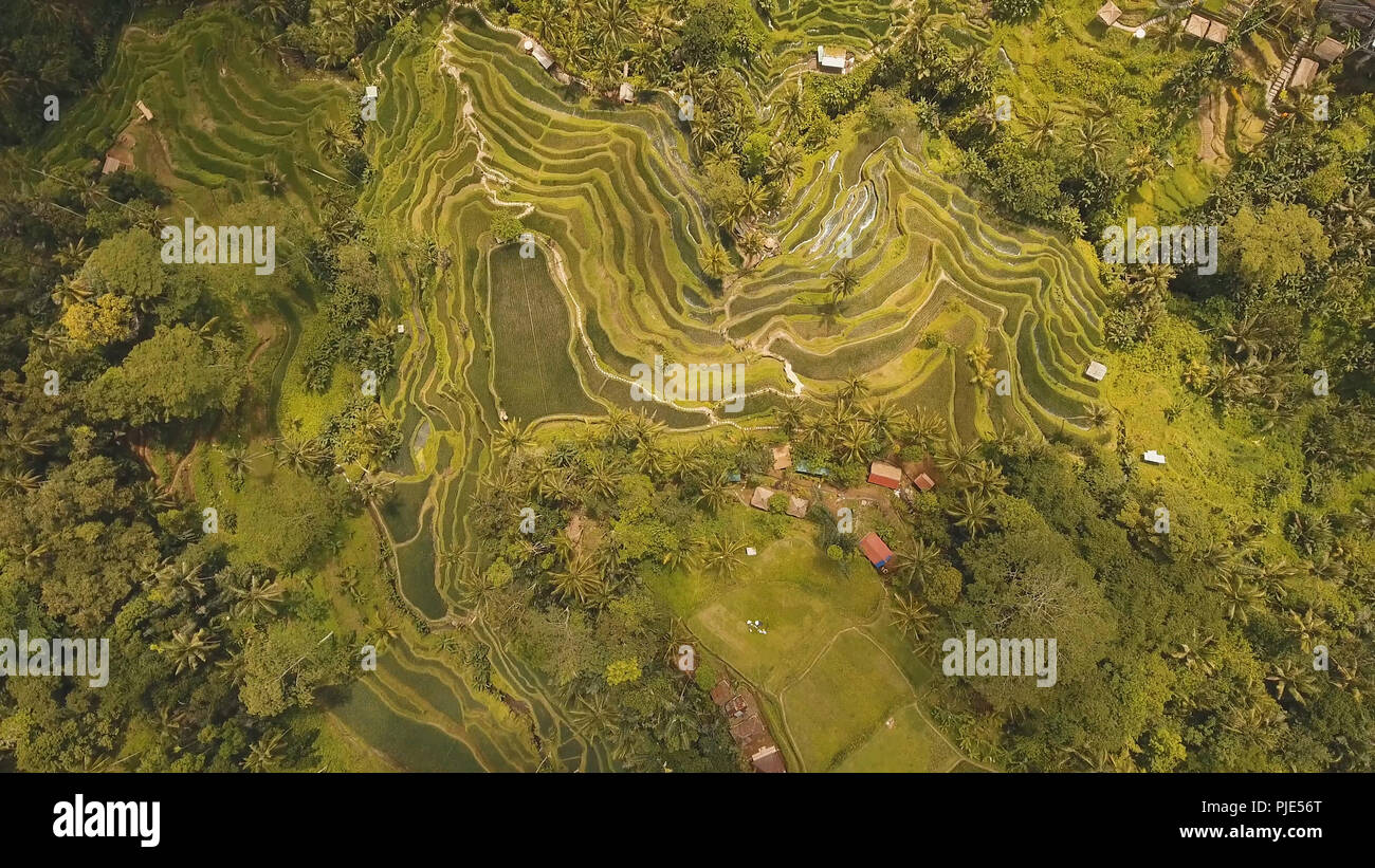 Aerial view of Rice Terrace field, Ubud, Bali, Indonesia.rice ...