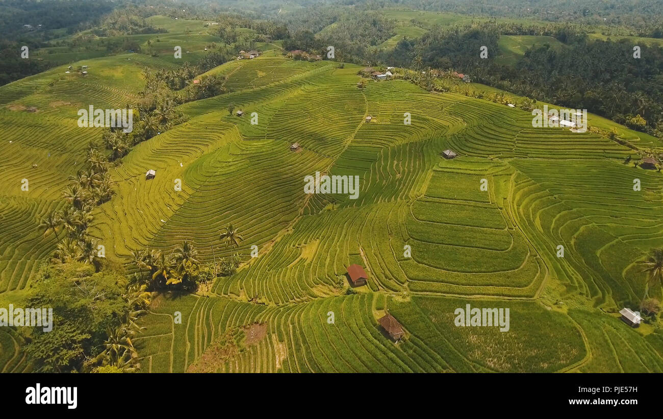 Aerial view of rice terrace field, farmlands. Rice plantation,terrace ...