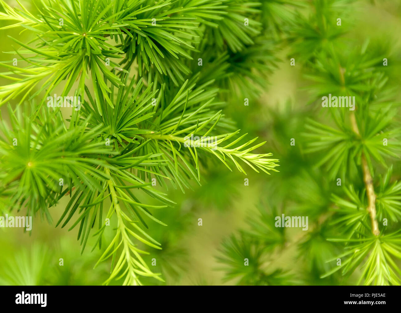 Larch twigs hi-res stock photography and images - Alamy