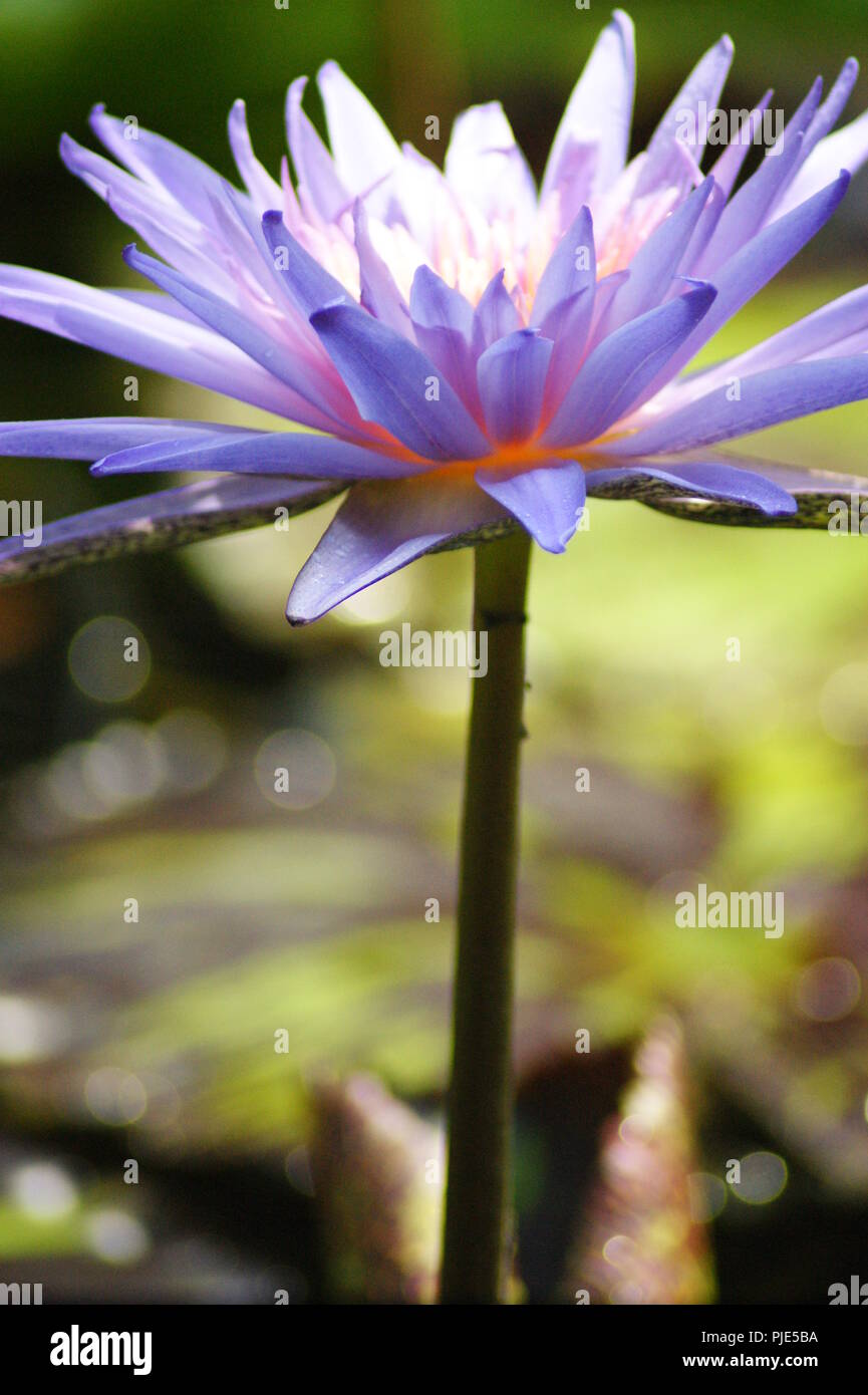 fleur rose de nymphea, pink nymphaea flower, rosa wasserlillien, flor ...