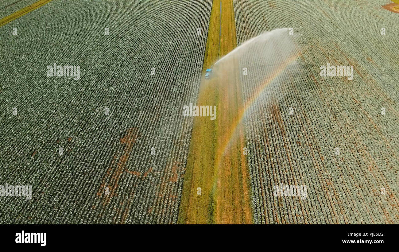 Aerial view: Irrigation equipment watering cabbage field. Irrigation ...